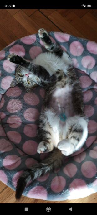 Tigrasto-bijela maca traži dom