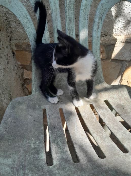 TRAŽI DOM – MALENA MAZASTA MACA (PULA)