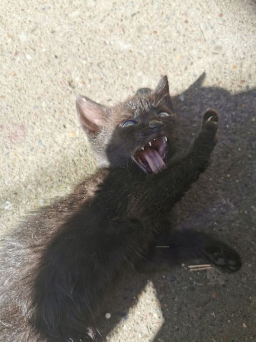 Tri mala mačka traže dom