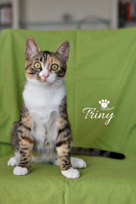 TRINY, druželjubiva predilica.