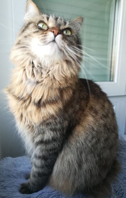 Udomljava se predivna tigrasta mačka, sterilizirana