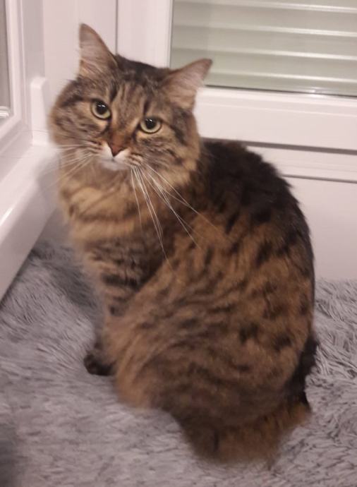 Udomljava se predivna tigrasta mačka, sterilizirana