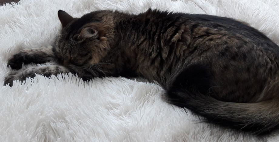 Udomljava se predivna tigrasta mačka, sterilizirana