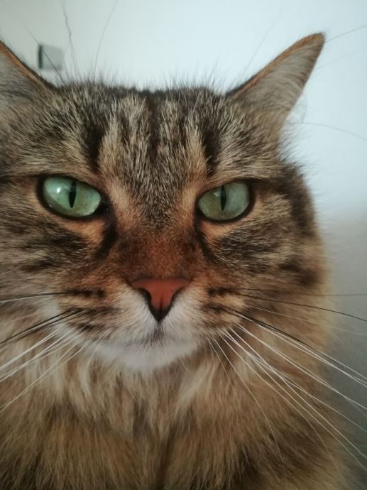 Udomljava se predivna tigrasta mačka, sterilizirana