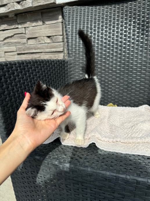 Udomljavamo muškog mačića