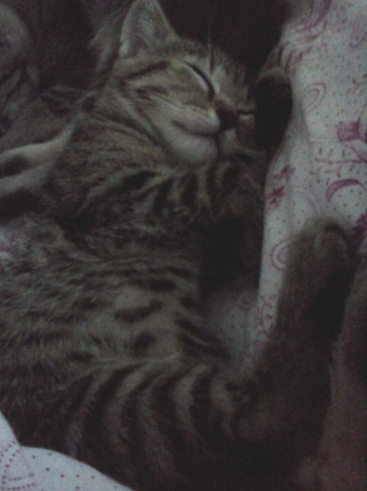 Udomljujemo male mace