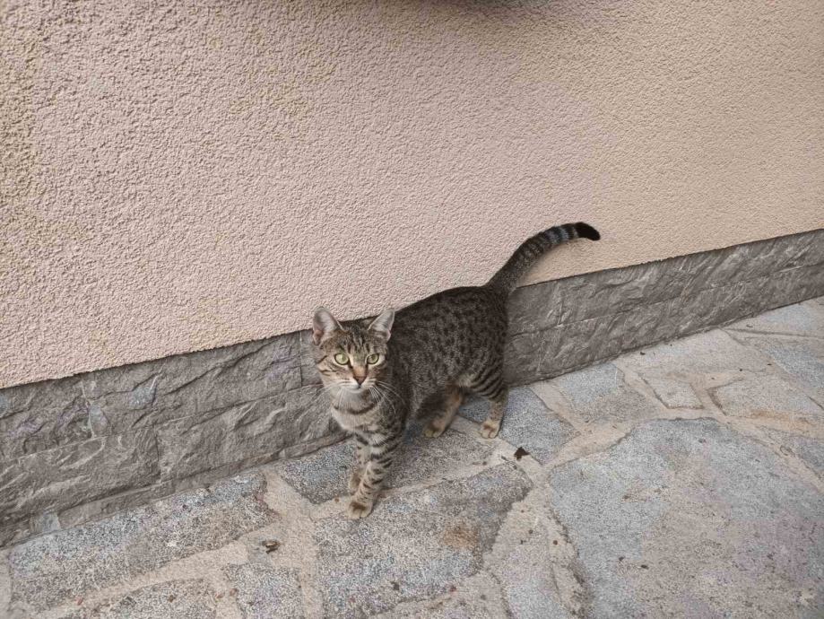 IZGUBLJENA mlada maca 10 mjeseci stara u Bakru!