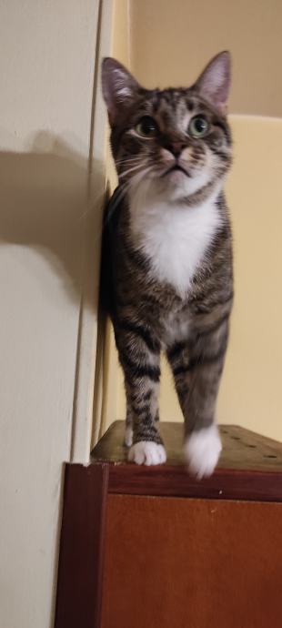 Umiljata Mara trazi zauvijek dom.