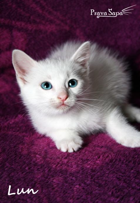 Vatice traže domove :)