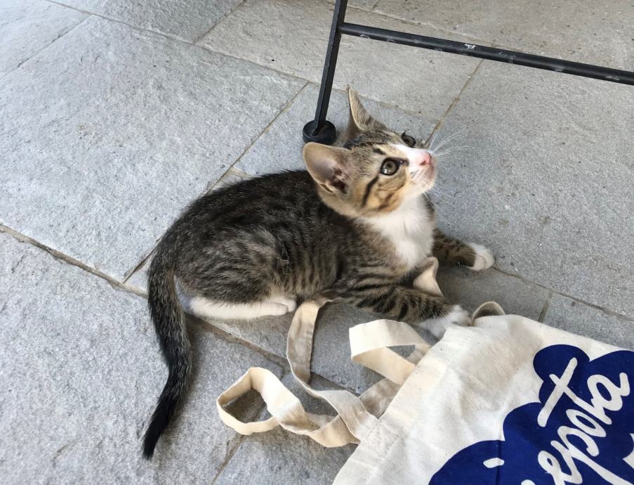 VIDEO! - Trazimo dom za divno malo mace :)