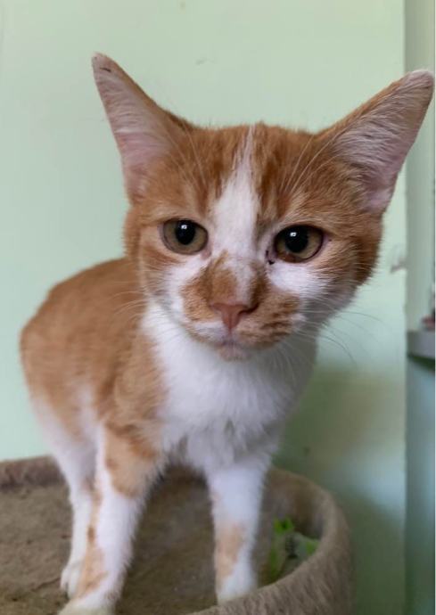 Viper - Udruga Sos Cat