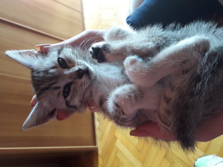 Whiskas mackica trazi dom