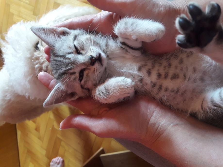 Whiskas mackica trazi dom