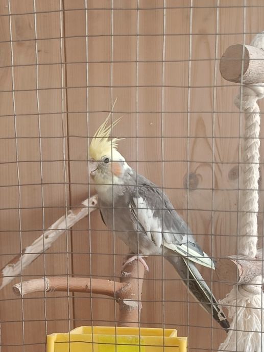 Papiga Nimfa stara oko 6 mj.