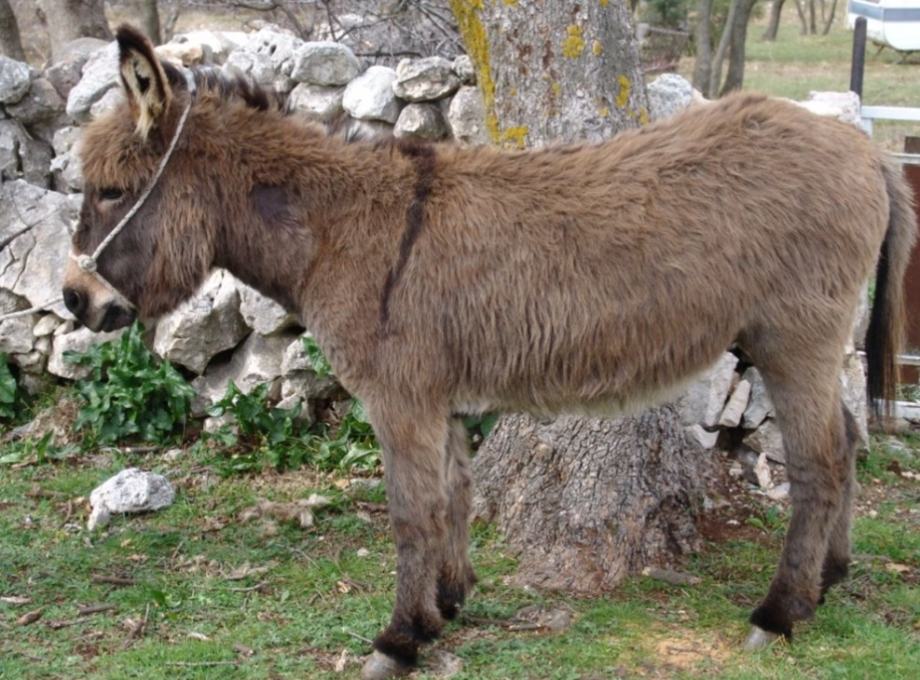 Poklanjam magarca starog 6 mjeseci