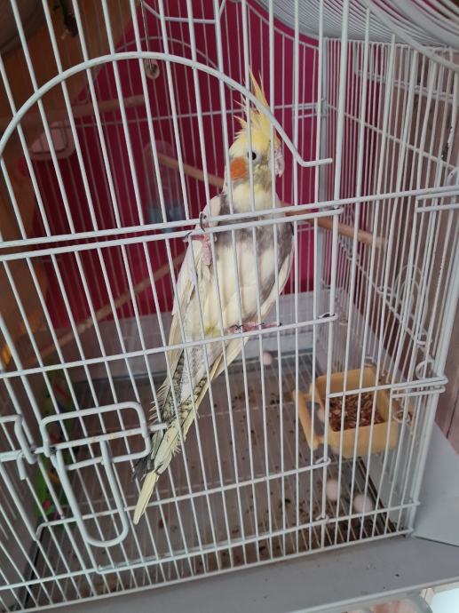 POKLANJAM PAPIGU NIMFU