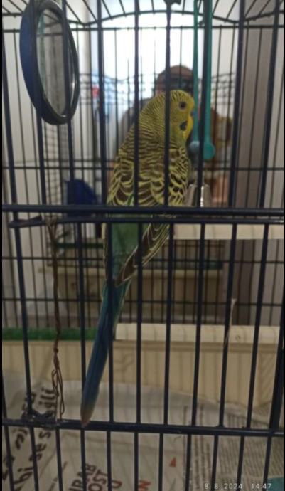 Poklanjam papigu tigricu