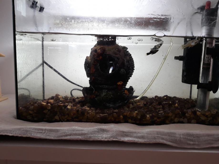 Poklanjamo Moli ribice