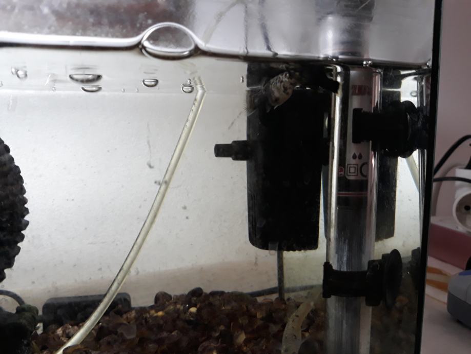 Poklanjamo Moli ribice