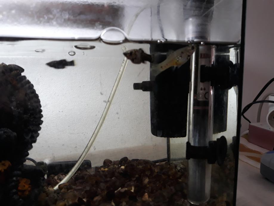 Poklanjamo Moli ribice