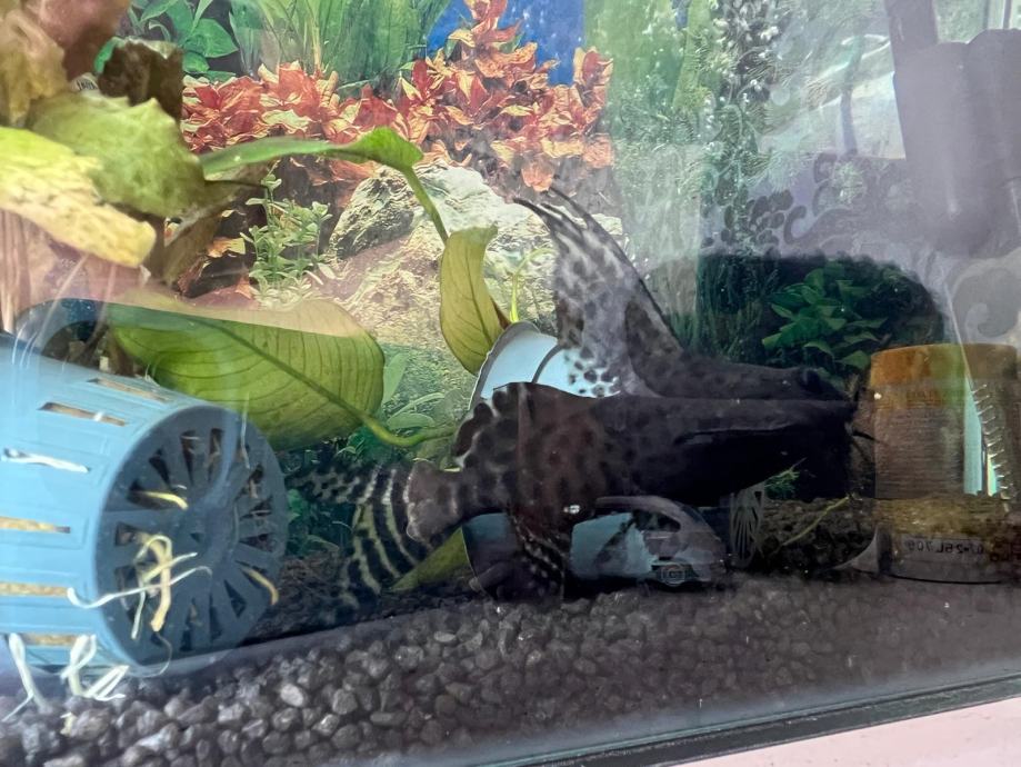 Riba čistač akvarijski som Ancistrus