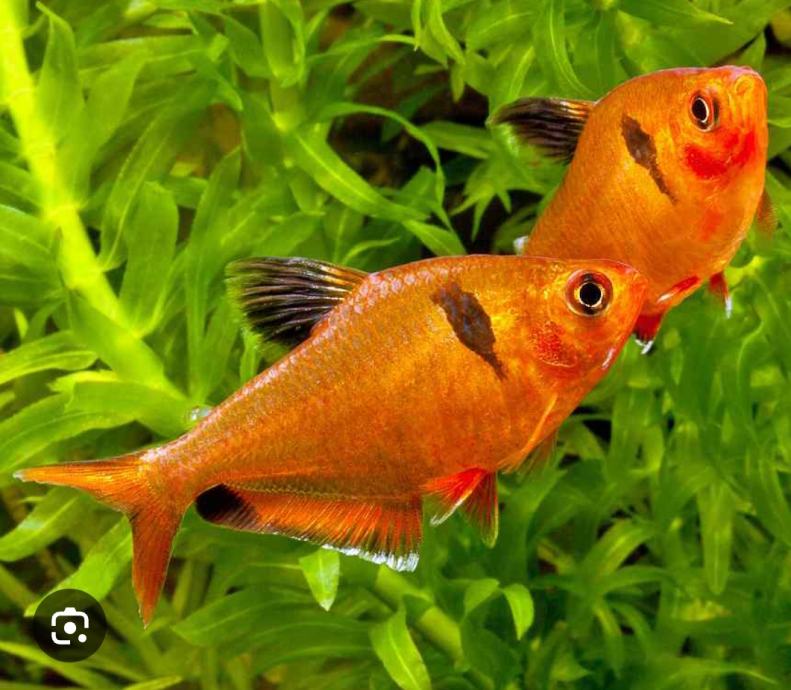 Ribice akvarijske Serpa Tetra