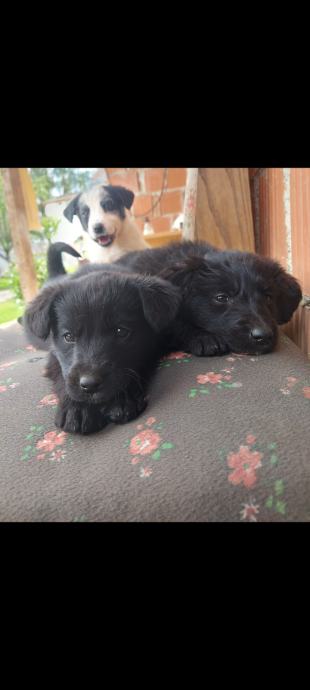 Štenci Labrador × Samojed