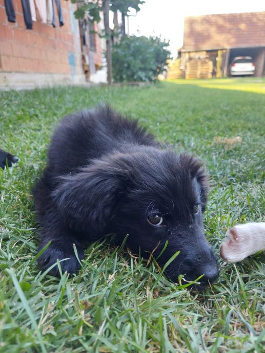 Štenci Labrador × Samojed