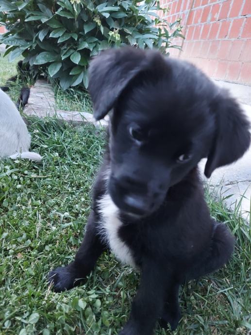 Štenci Labrador × Samojed