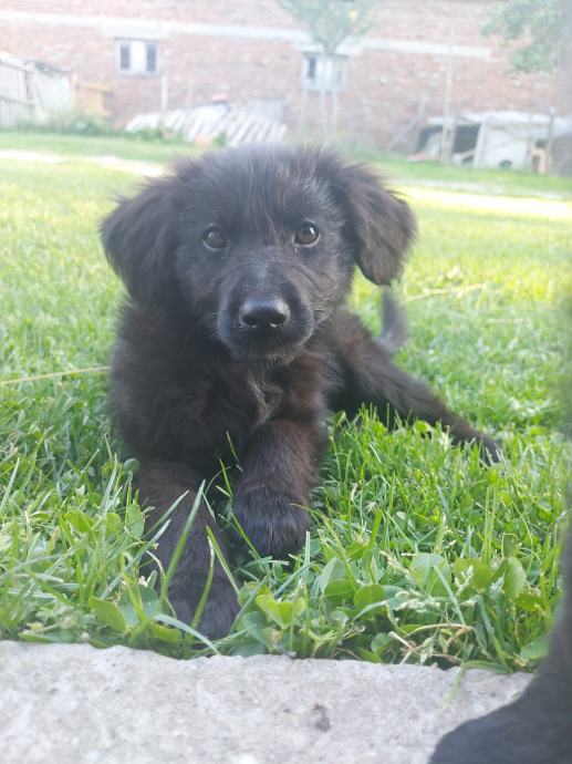 Štenci Labrador × Samojed