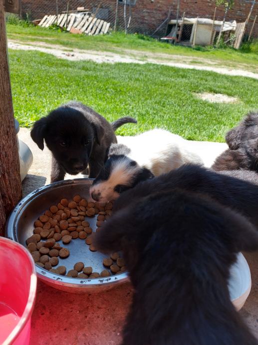 Štenci Labrador × Samojed