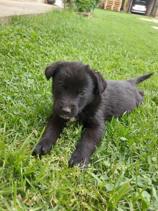 Štenci Labrador × Samojed