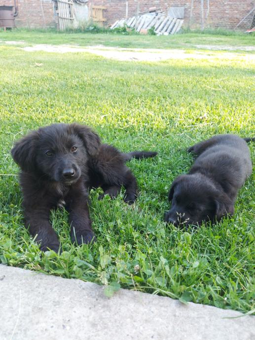 Štenci Labrador × Samojed
