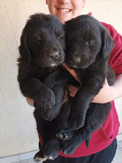 Zlatni retriver/labrador