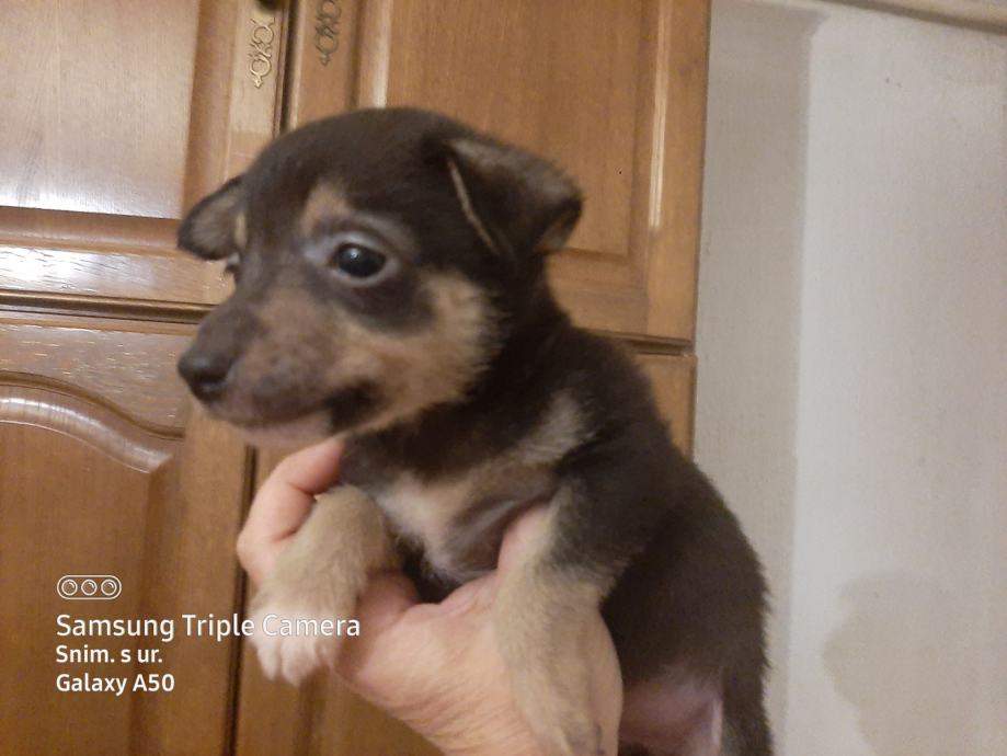 4 mala vrtirep štenca