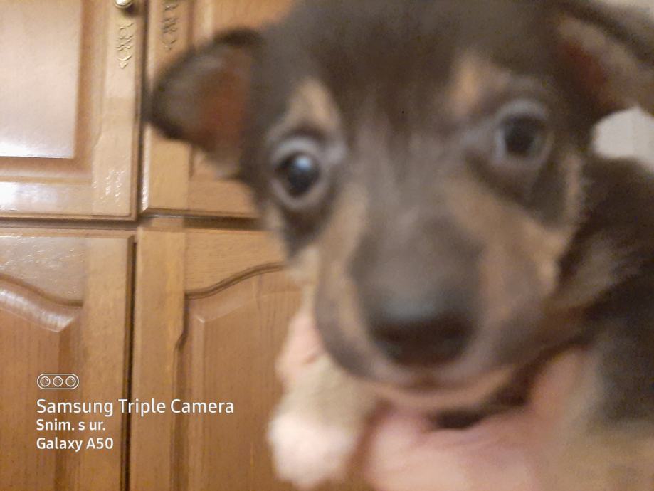 4 mala vrtirep štenca