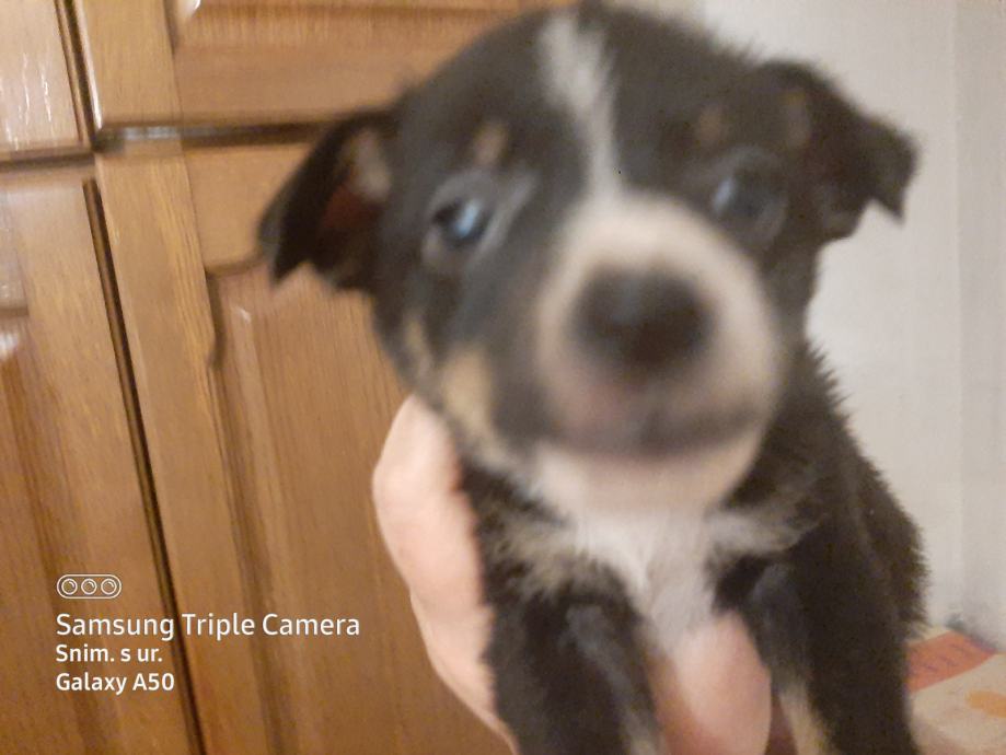 4 mala vrtirep štenca