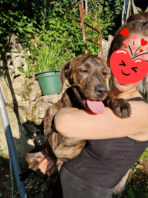 UDOMLJEN! 8-mjesečni tigrasti labrador - traži super udomitelje!