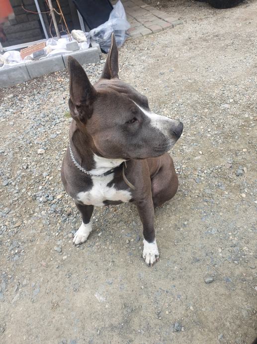 Americki staford plave linije