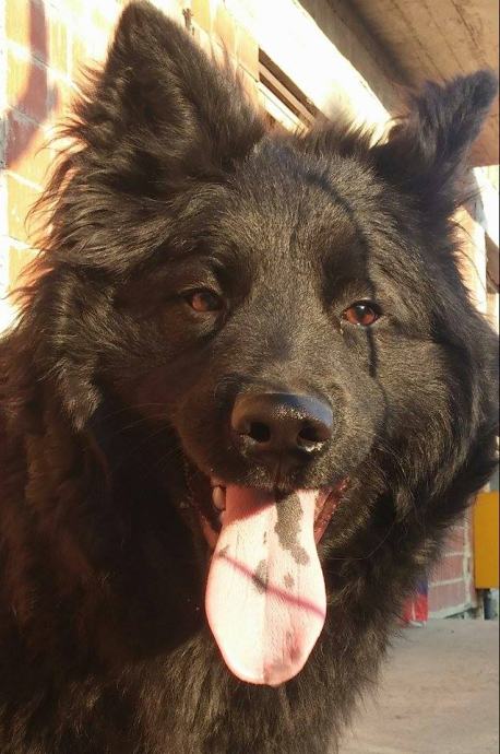 Predivni crni samojed Baloo traži dom!