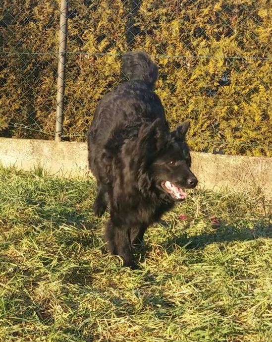 Predivni crni samojed Baloo traži dom!