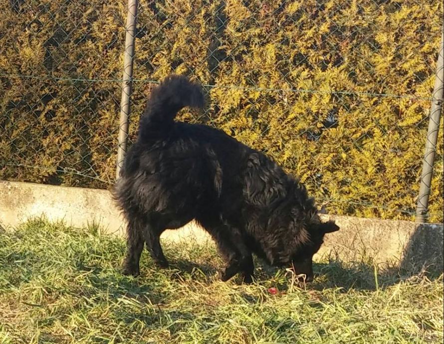 Predivni crni samojed Baloo traži dom!
