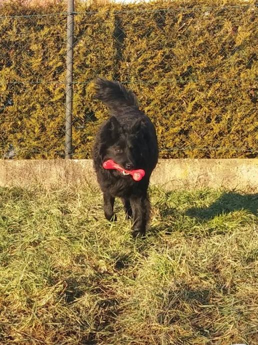 Predivni crni samojed Baloo traži dom!