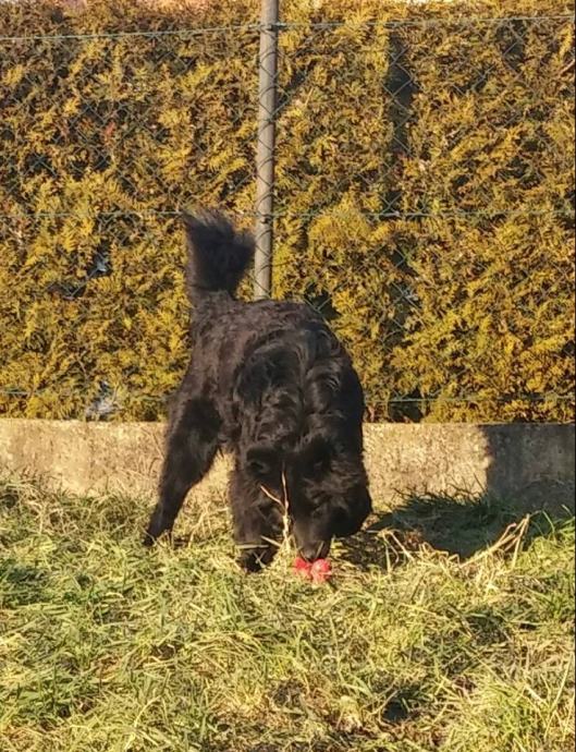 Predivni crni samojed Baloo traži dom!