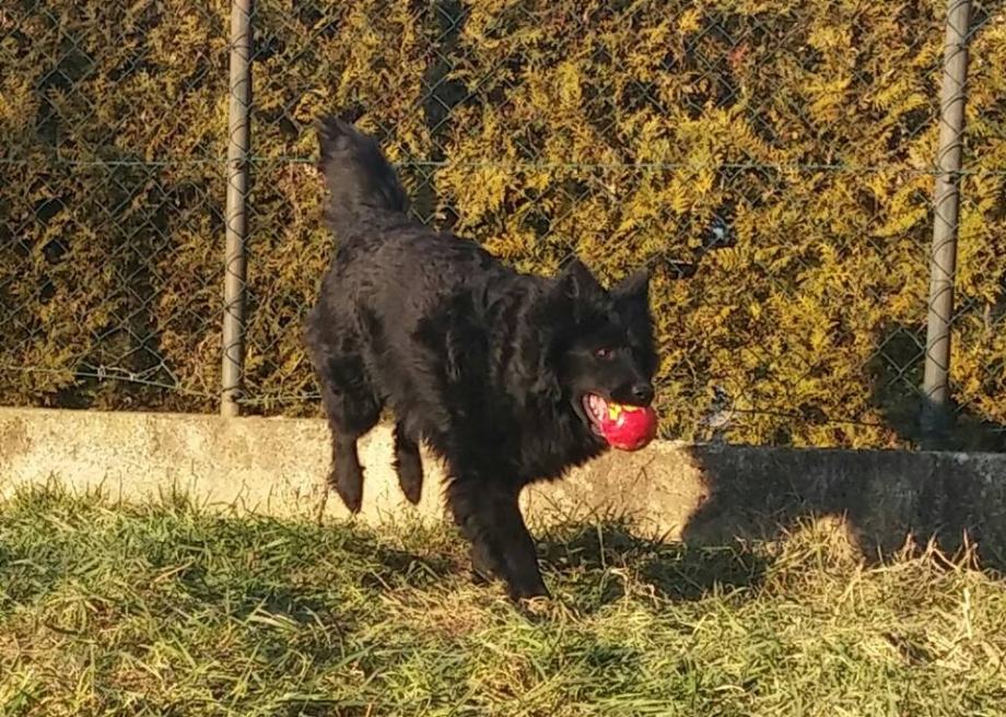 Predivni crni samojed Baloo traži dom!