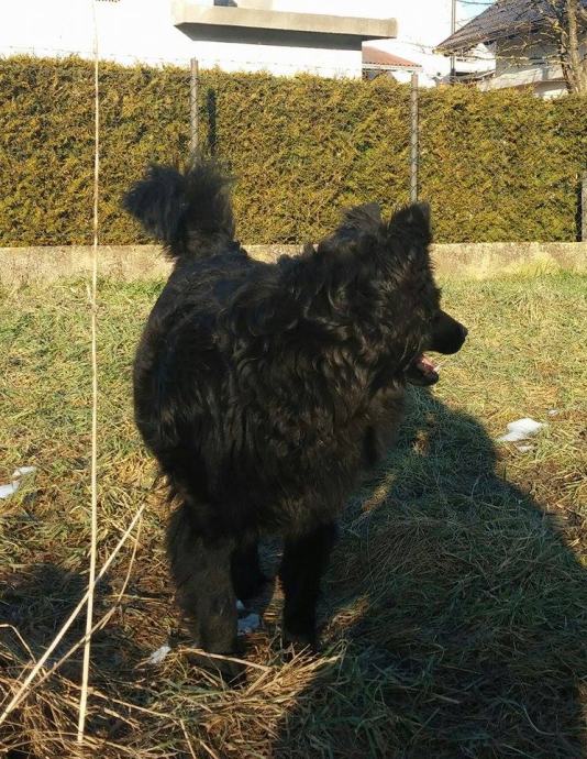 Predivni crni samojed Baloo traži dom!
