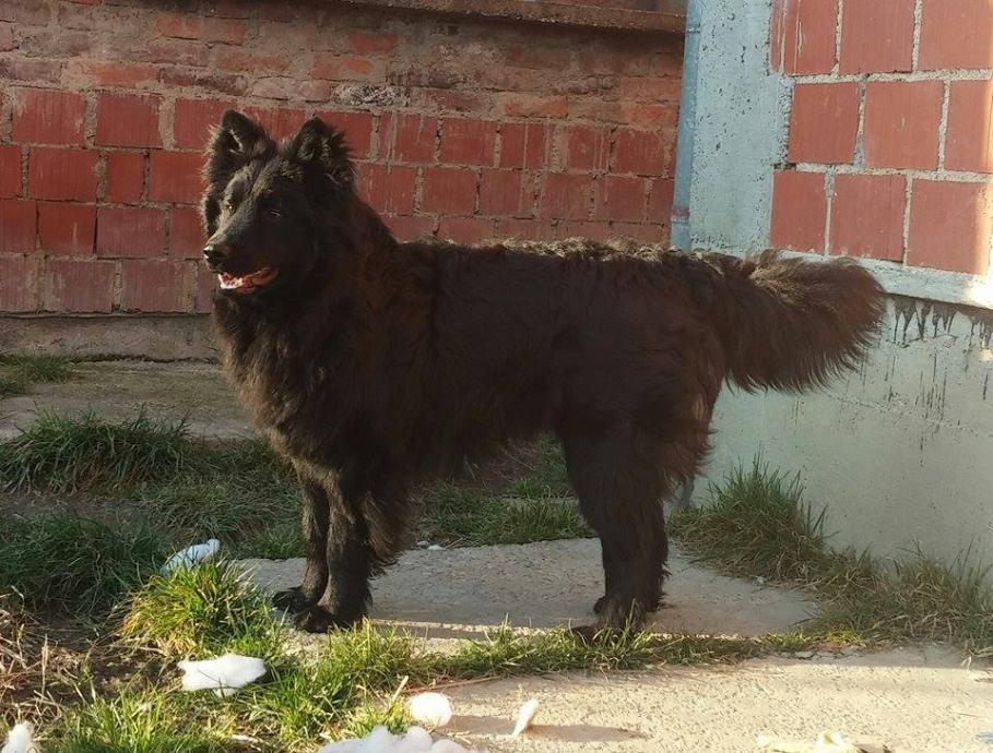 Predivni crni samojed Baloo traži dom!