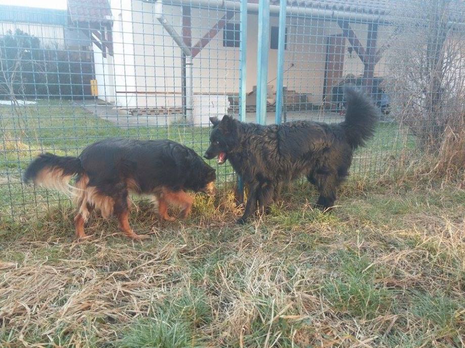 Predivni crni samojed Baloo traži dom!