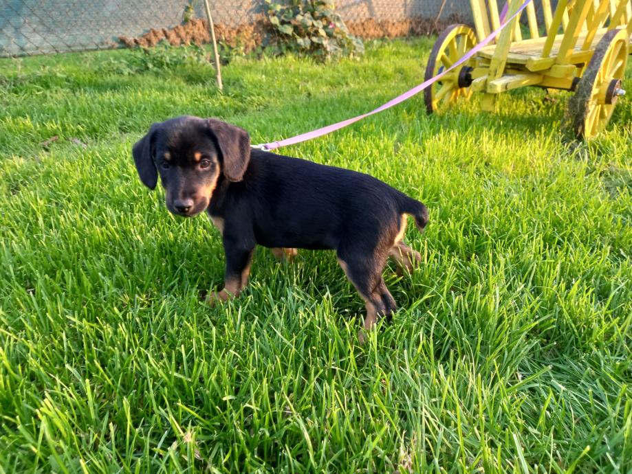 Bebice u tipu brak jazavčara traže nove domove