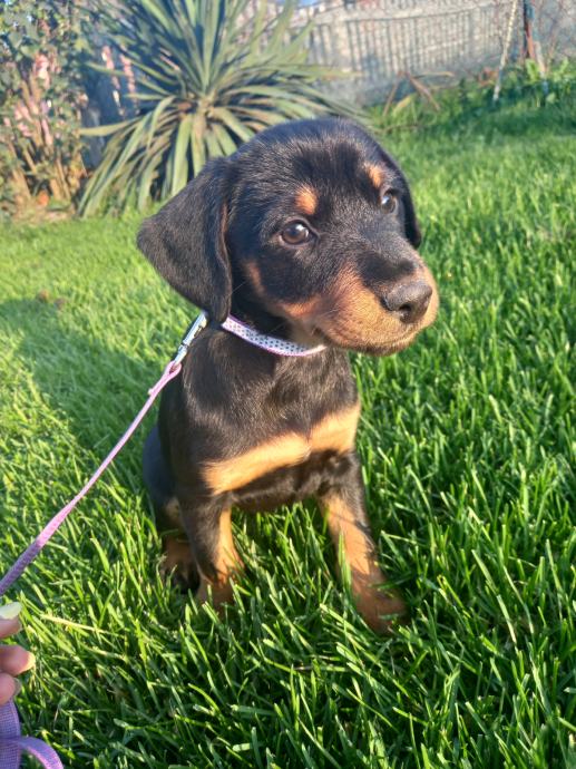 Bebice u tipu brak jazavčara traže nove domove